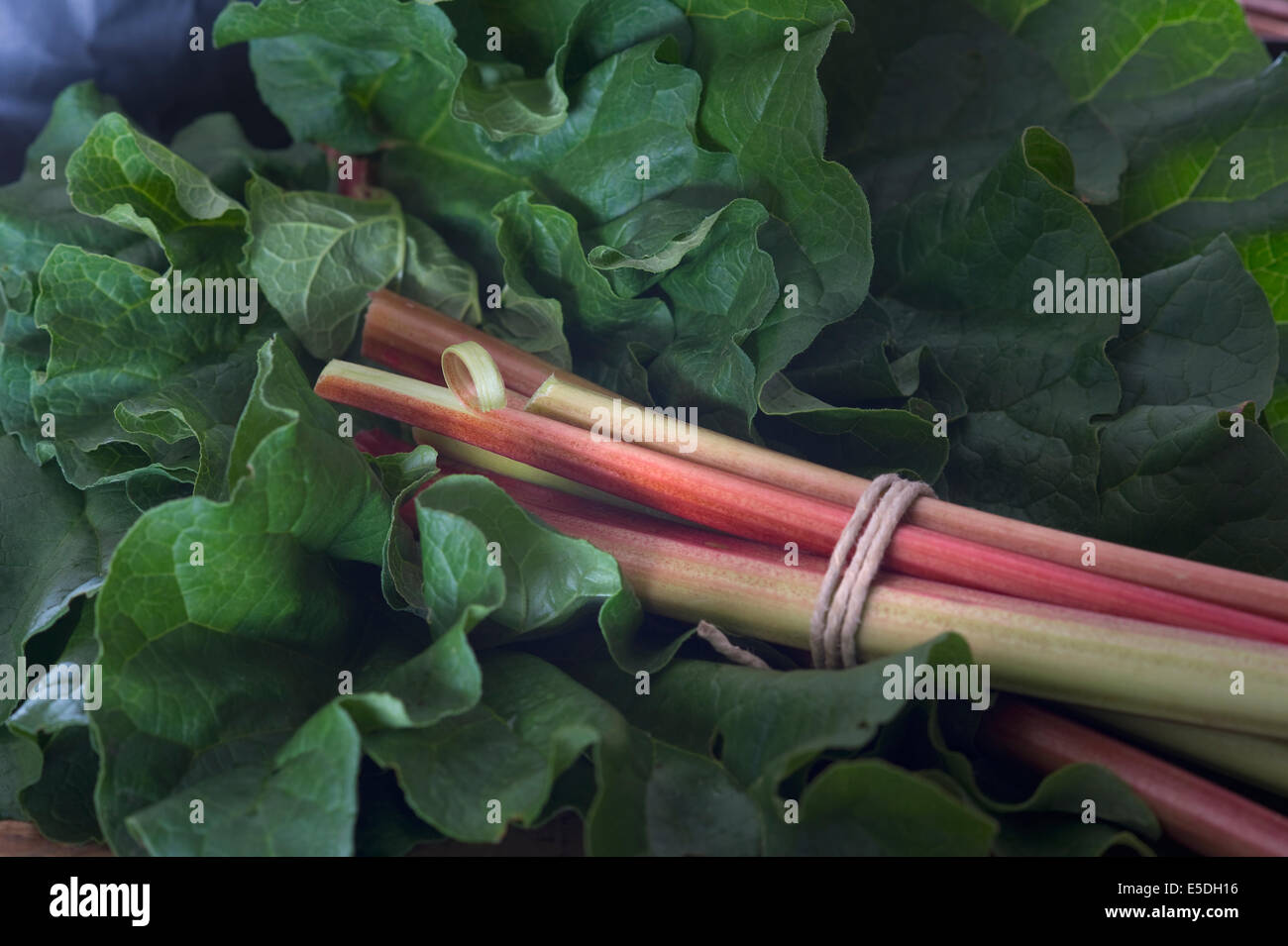 Bunch of rhubarb with leaves, elevated view Stock Photo - Alamy