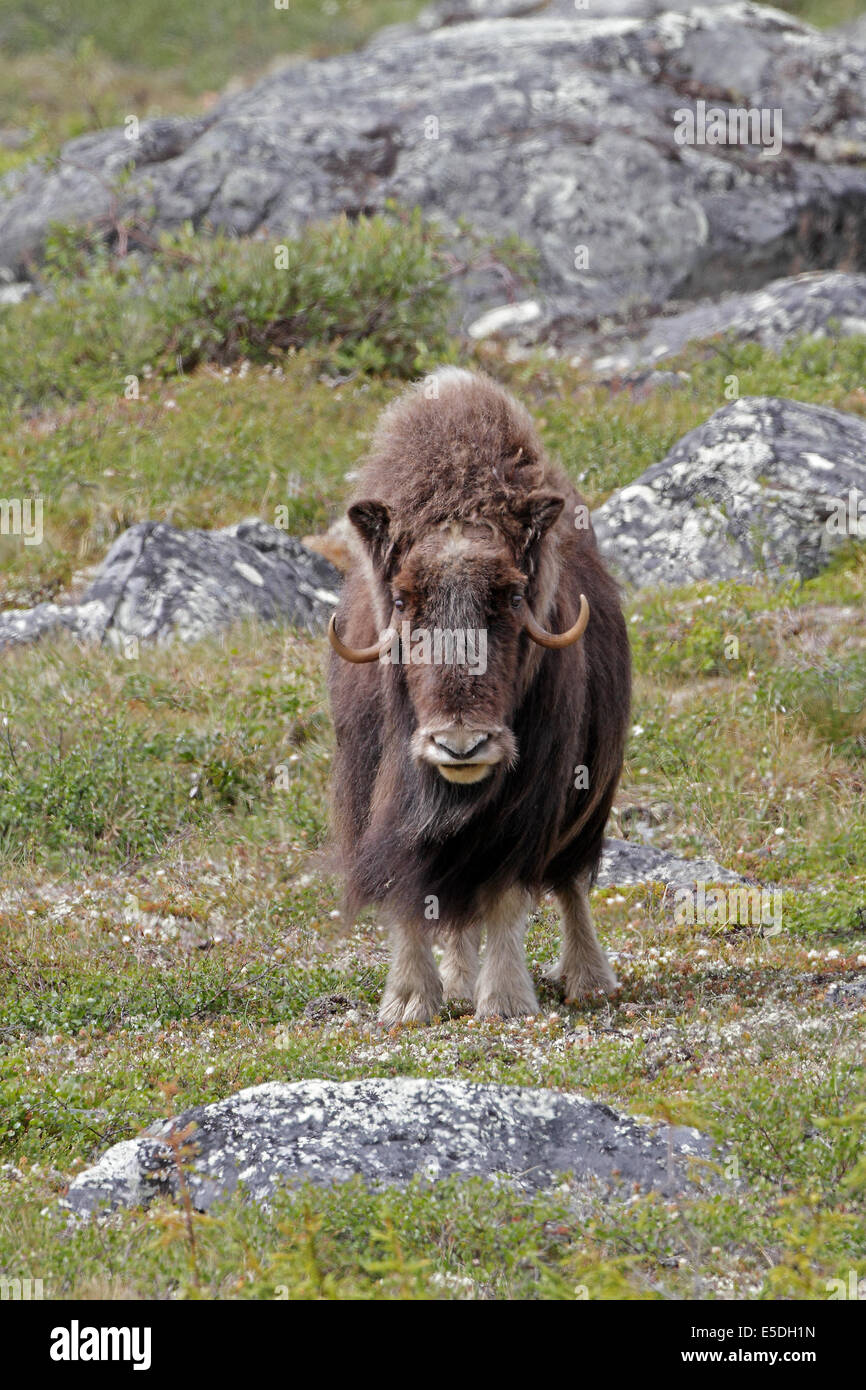Musk Ox in the Canadian Tundra in summer Stock Photo - Alamy