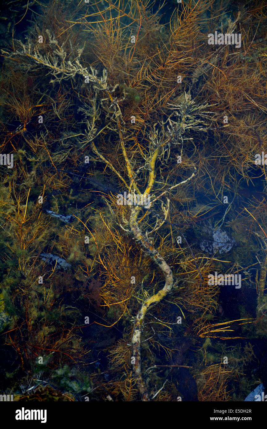 Stream with aquatic plants Stock Photo - Alamy