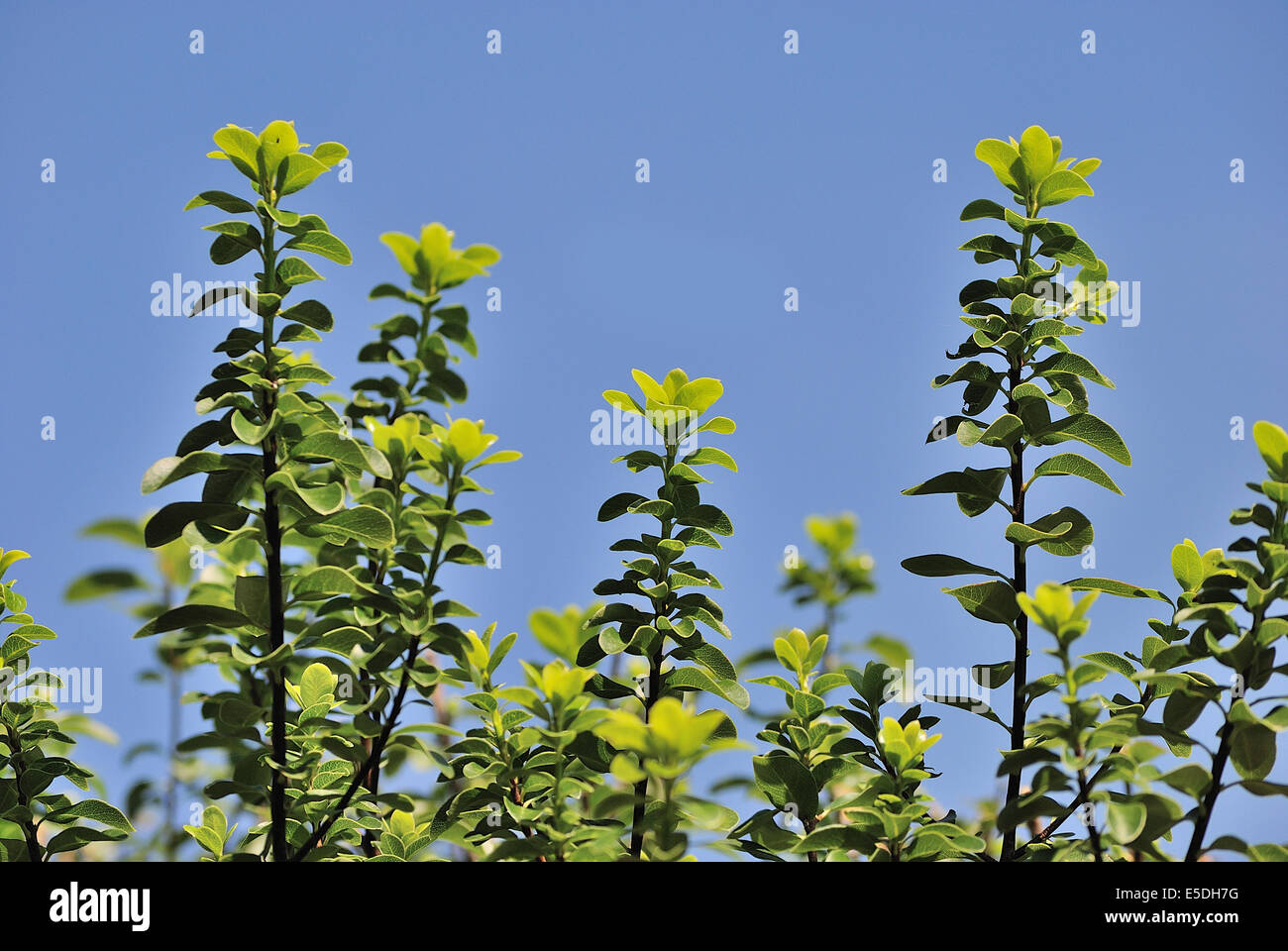 Green ivy isolated on Blue Stock Photo - Alamy