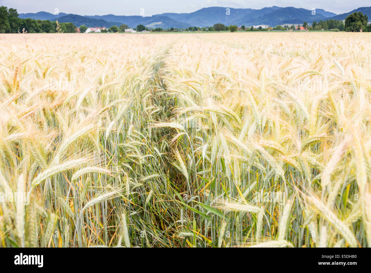 Germany, Baden-Wuerttemberg, Breisgau-Hochschwarzwald, Rye field near ...