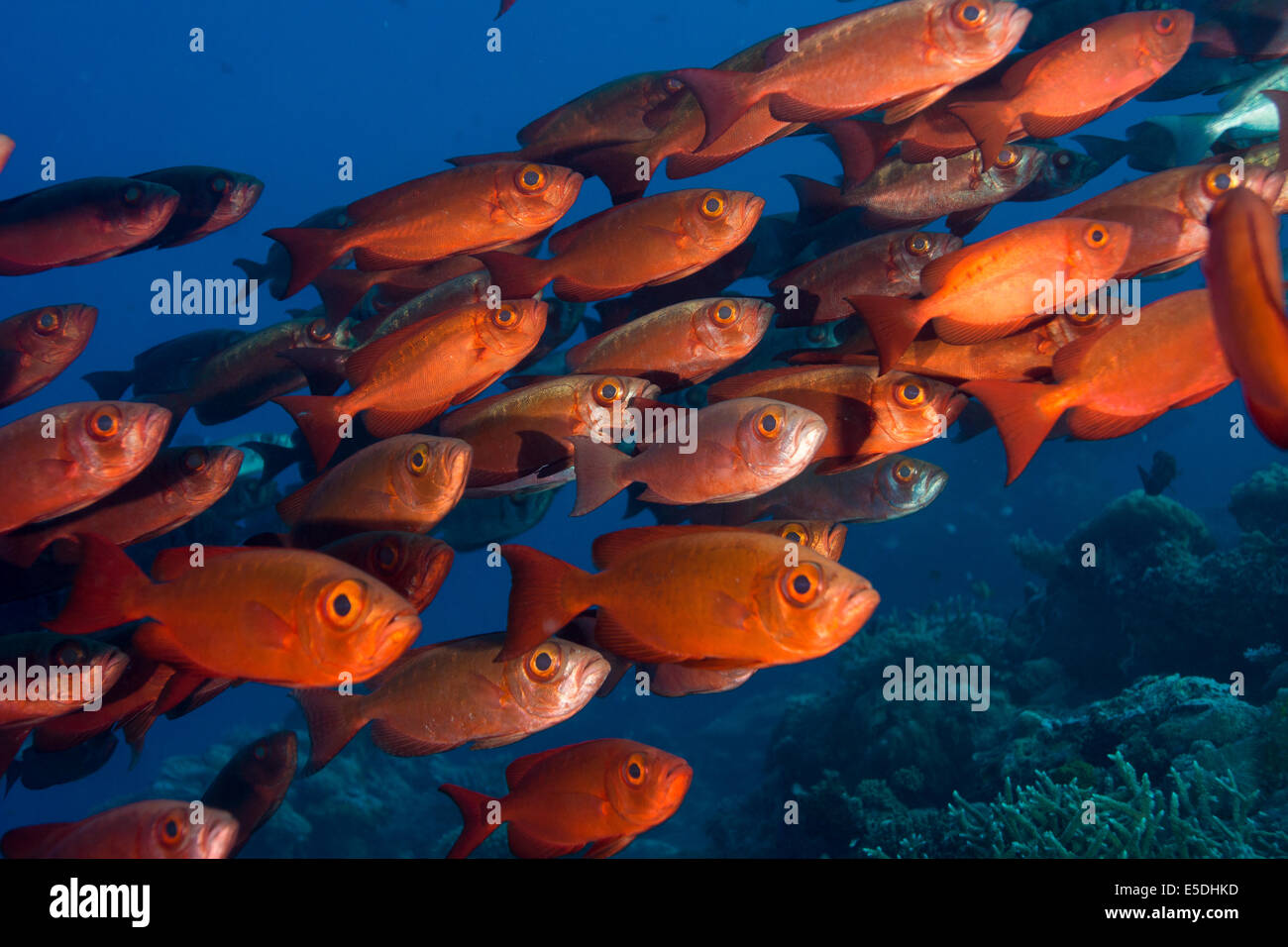 Short bigeye fish hi-res stock photography and images - Alamy