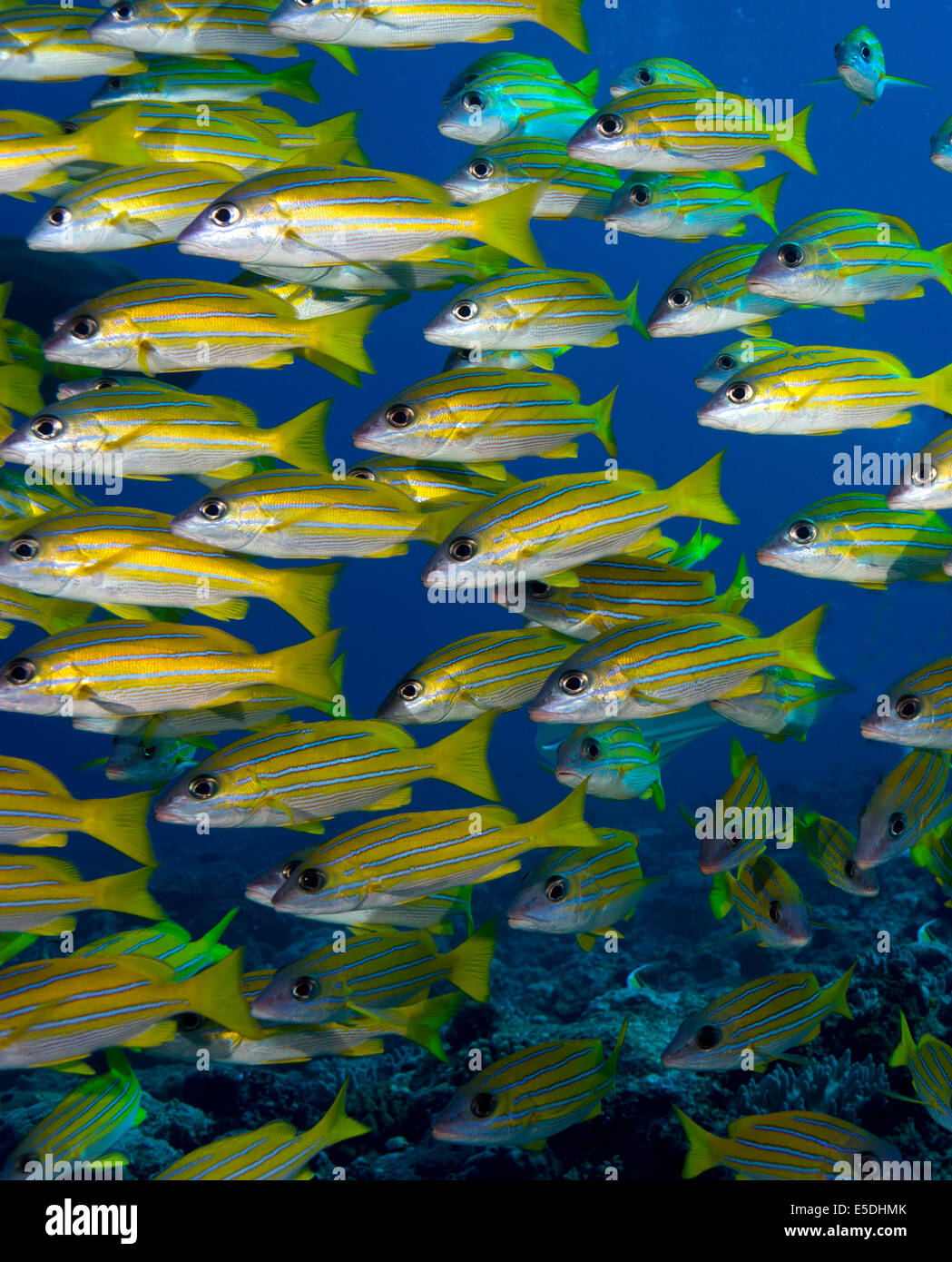 Fish schoal hi-res stock photography and images - Alamy