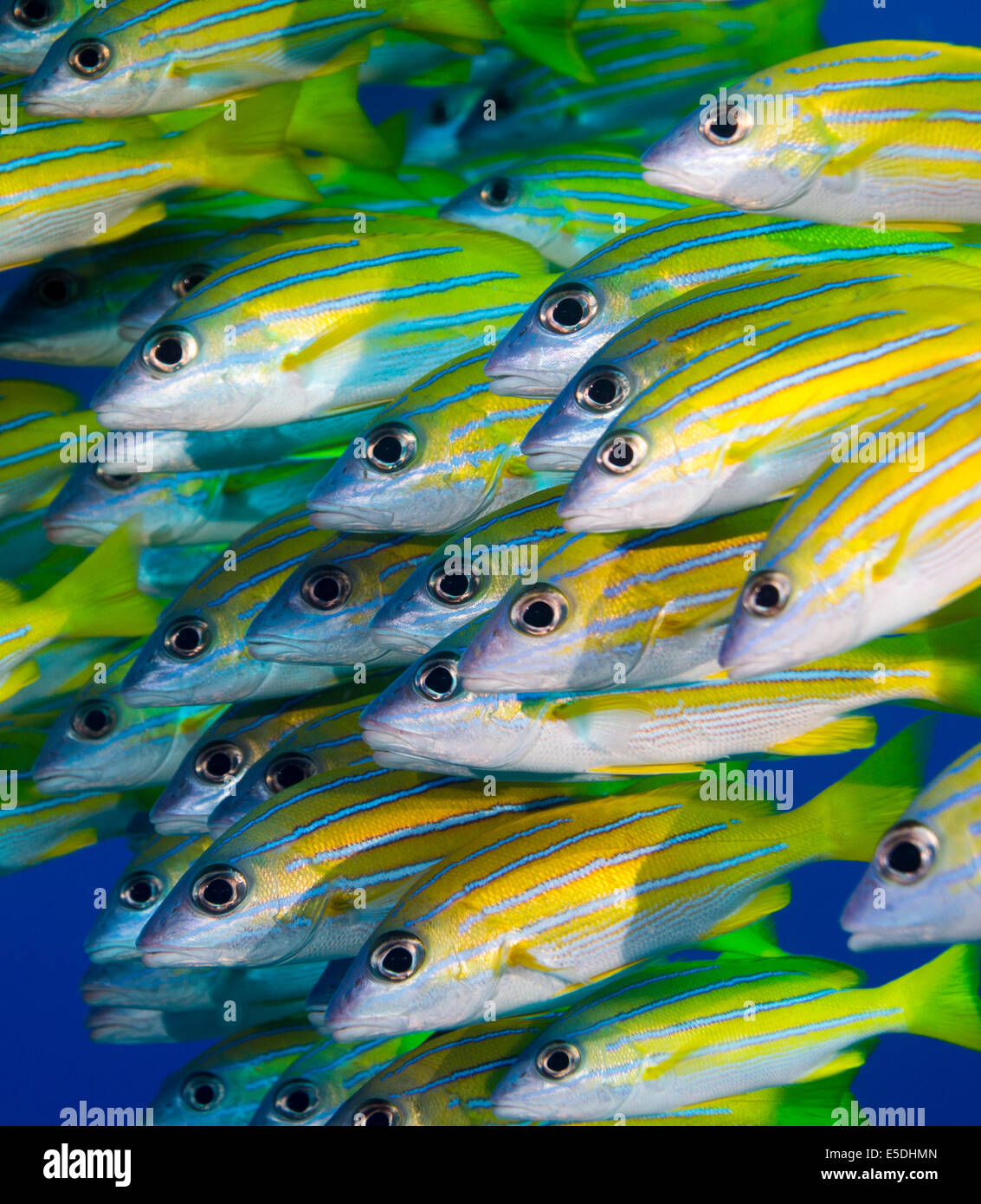 Fish schoal hi-res stock photography and images - Alamy