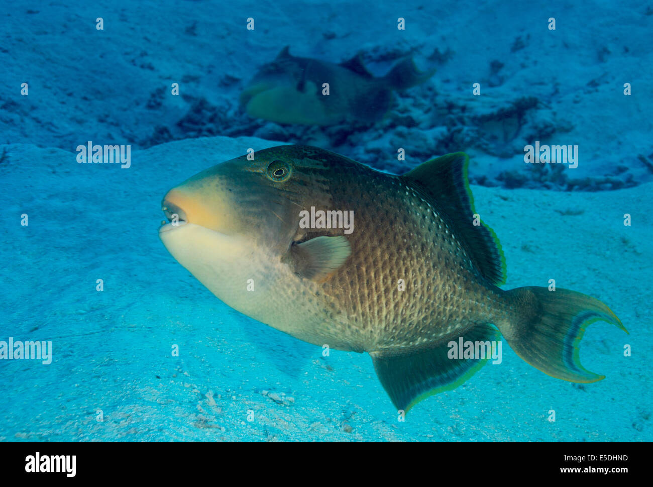 Palau, Pacific Ocean, yellowmargin triggerfish at his nest Stock Photo ...