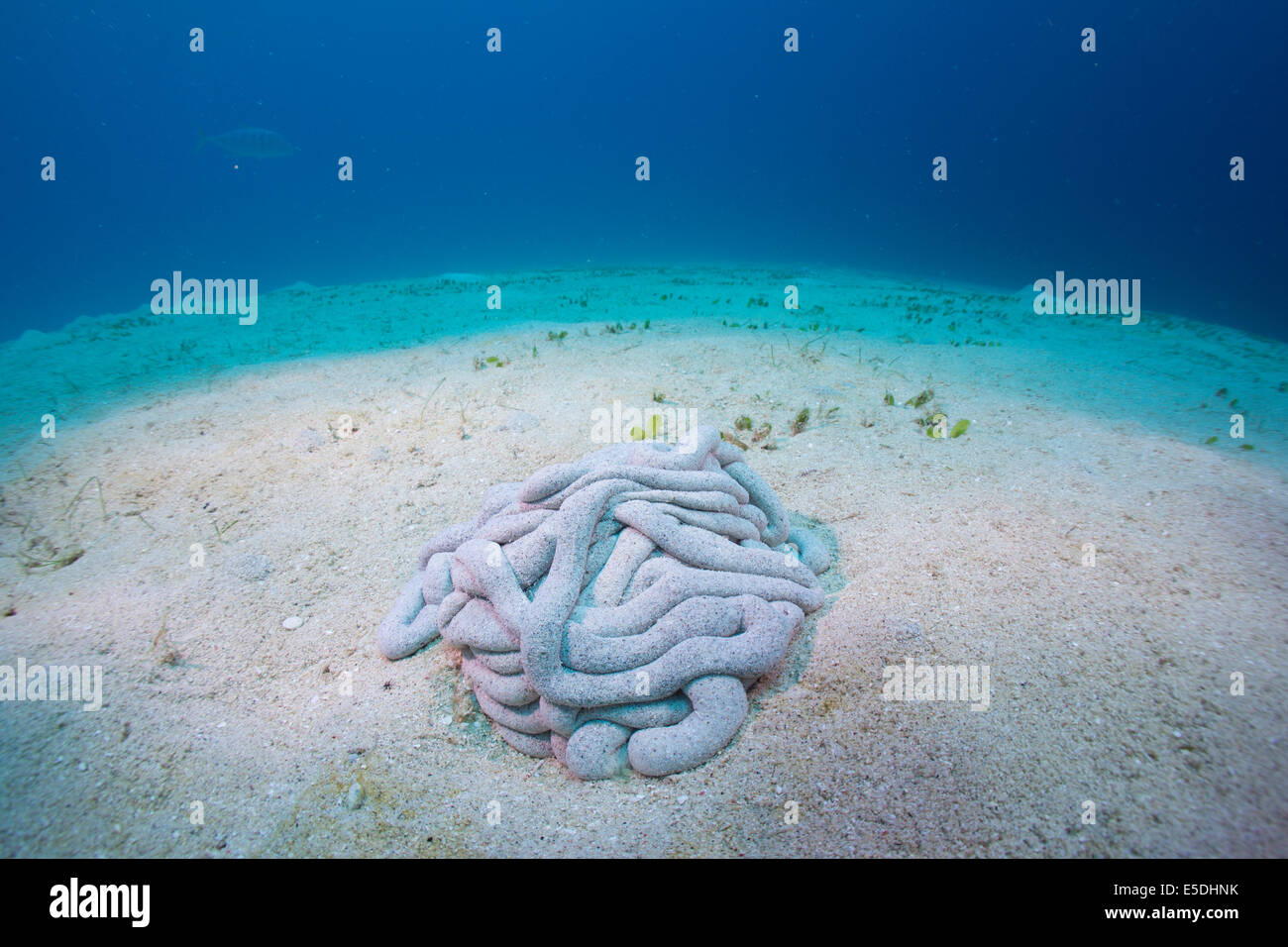 Philippines, Pacific Ocean, excrements of a sea cucumber Stock Photo ...
