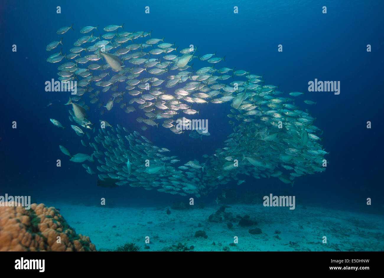 Oceania, Palau, Oxeye Scads, Selar boops, Shoal of fish Stock Photo - Alamy