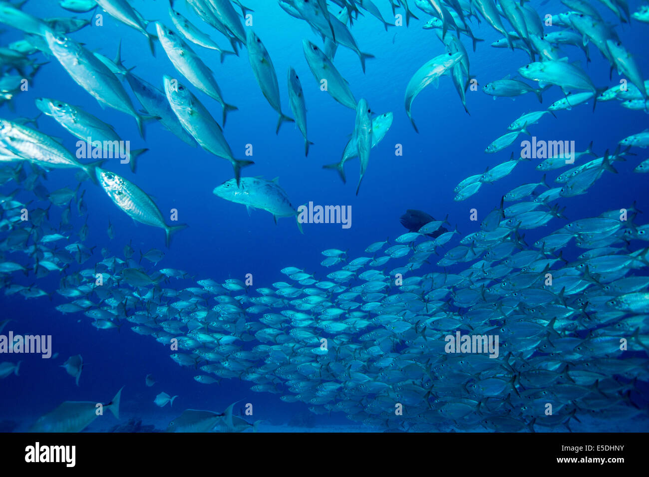 Oceania, Palau, Oxeye Scads, Selar boops, Shoal of fish Stock Photo - Alamy