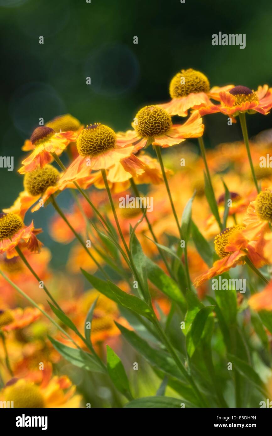 Blossoms of sneezeweed, Helenium Stock Photo - Alamy