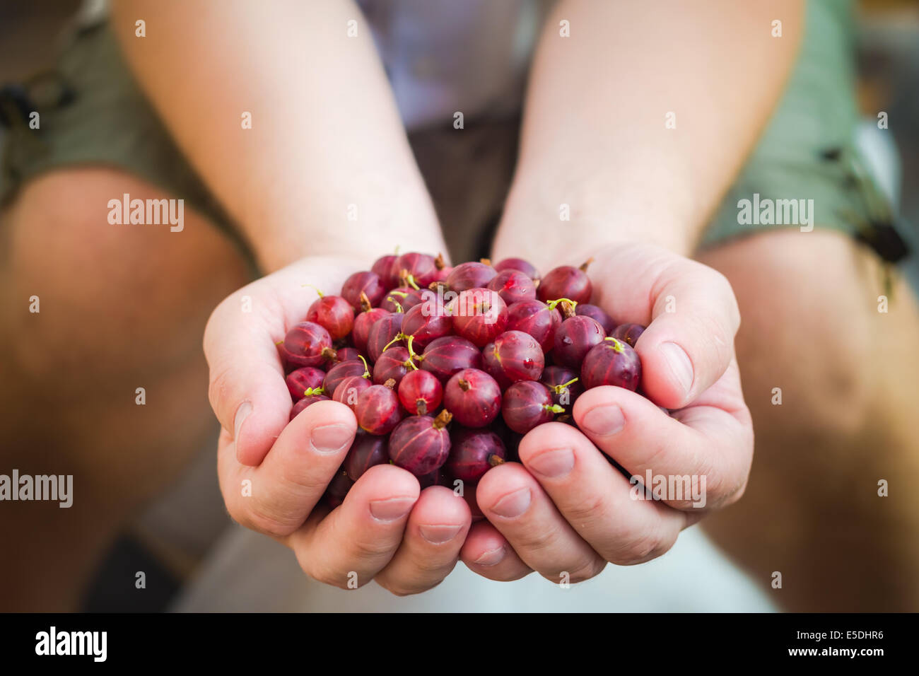 Male hands holding fresh air gooseberry fruit Stock Photo - Alamy