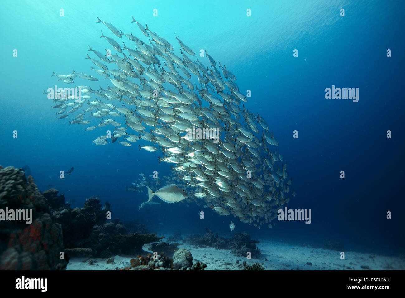 Oceania, Palau, Oxeye Scads, Selar boops, Shoal of fish Stock Photo - Alamy