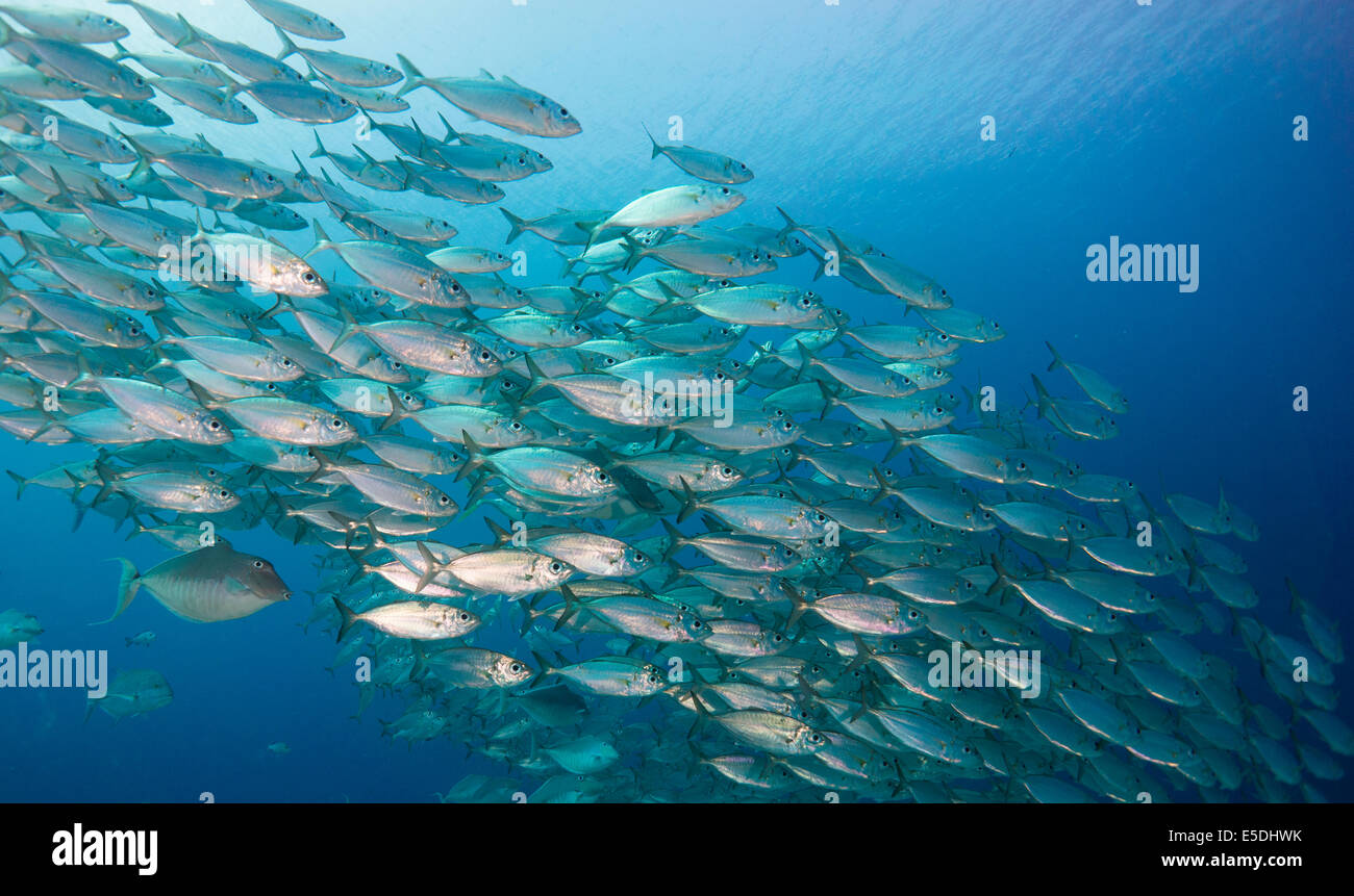 Selar boops hi-res stock photography and images - Alamy