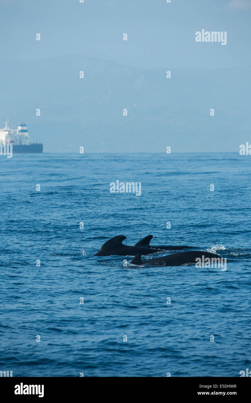 Spain, Andalusia, Long-finned pilot whales, Globicephala melas, Cargo ...
