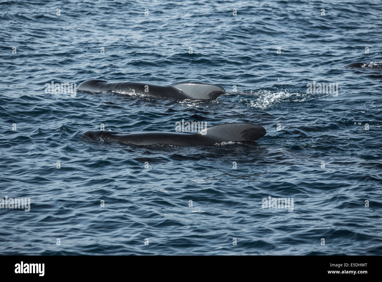 Spain, Andalusia, Long-finned pilot whales, Globicephala melas Stock ...