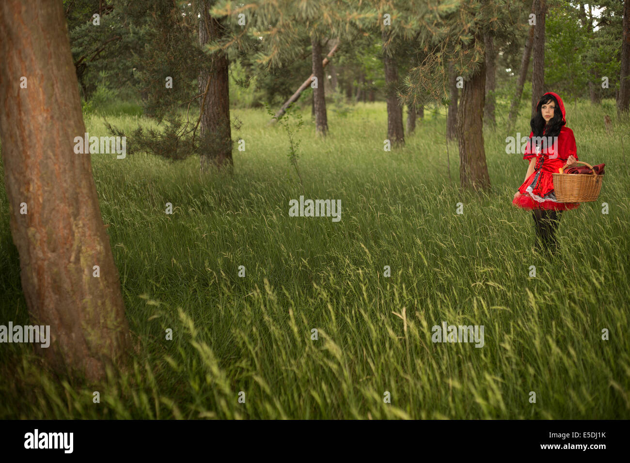 Red Riding Hood walking in the forest Stock Photo - Alamy