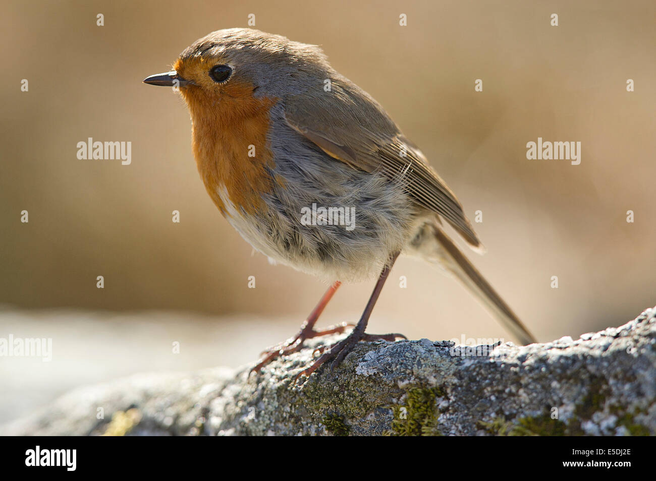 UK, Scotland, Robin perching on branch Stock Photo - Alamy