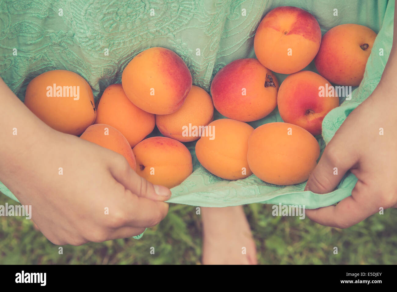 Little girl carrying apricots with her dress, partial view Stock Photo ...