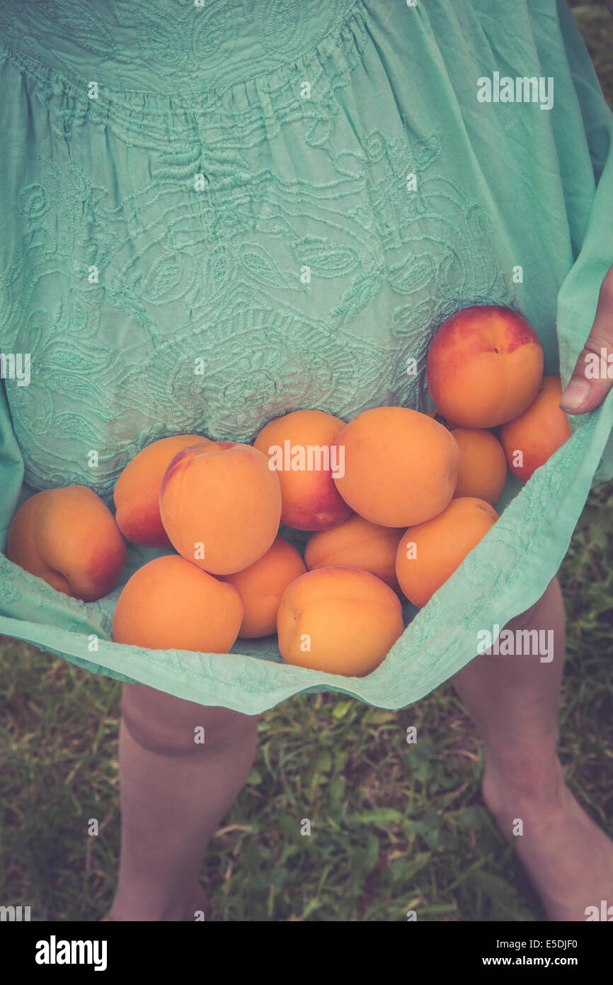 Little girl carrying apricots with her dress, partial view Stock Photo ...