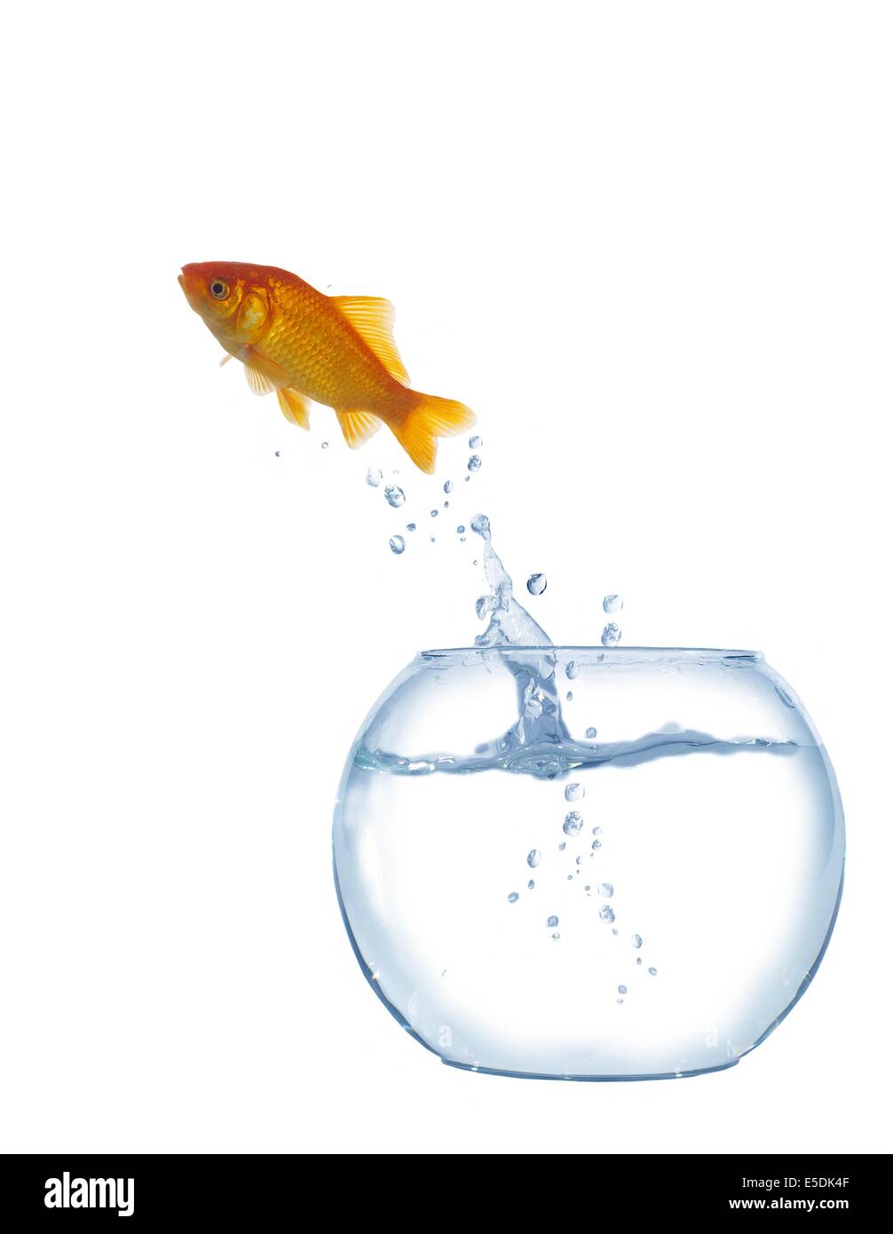 Gold fish jumping out of fish bowl hi-res stock photography and images ...
