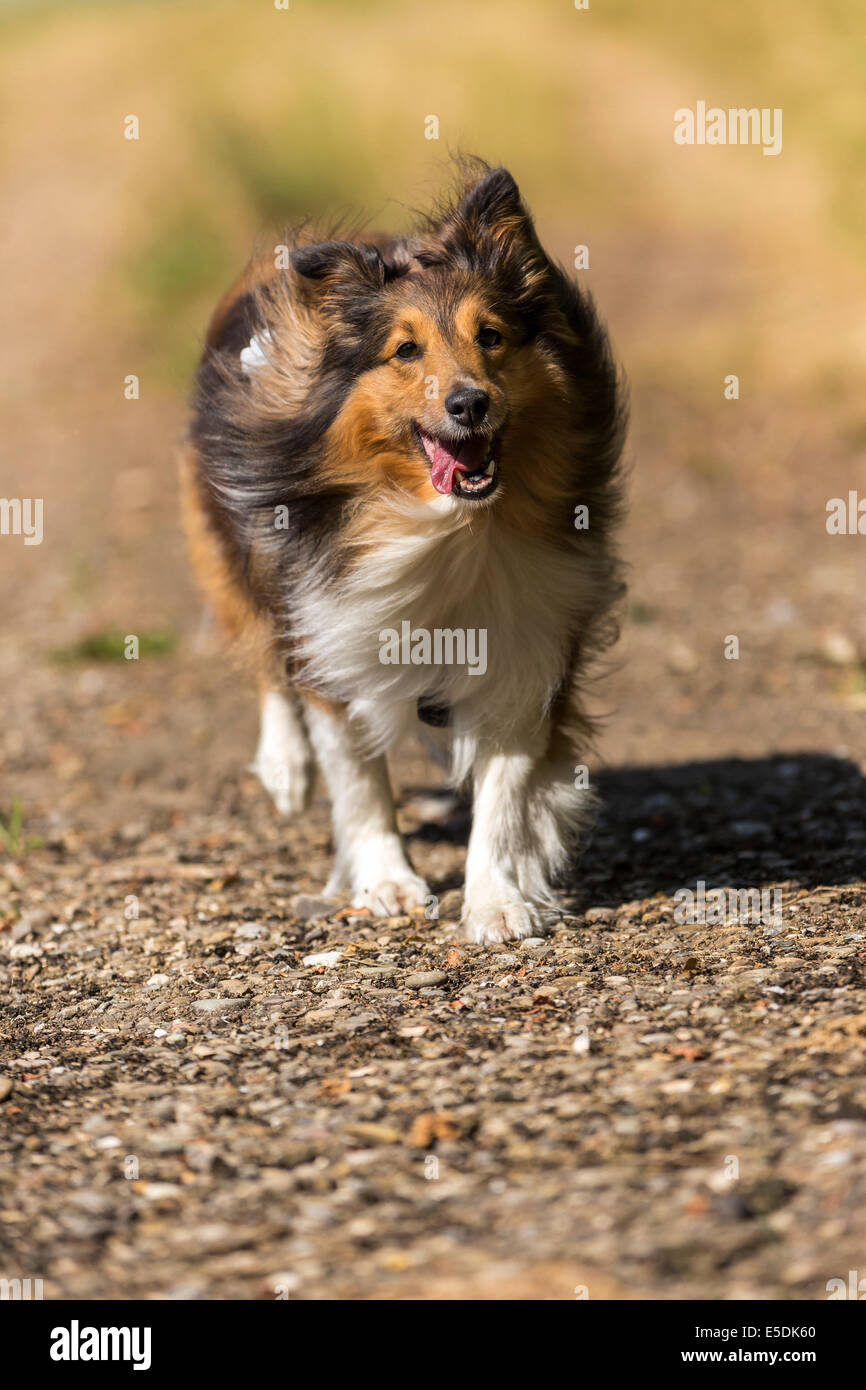 Shetland Sheepdog running on field path Stock Photo - Alamy