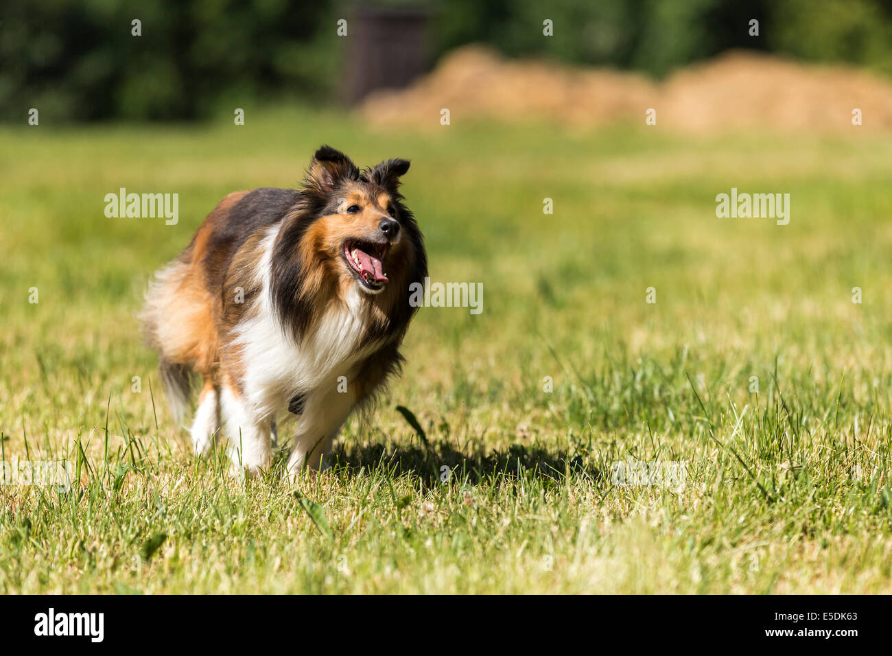 Shetland Sheepdog running on meadow Stock Photo - Alamy