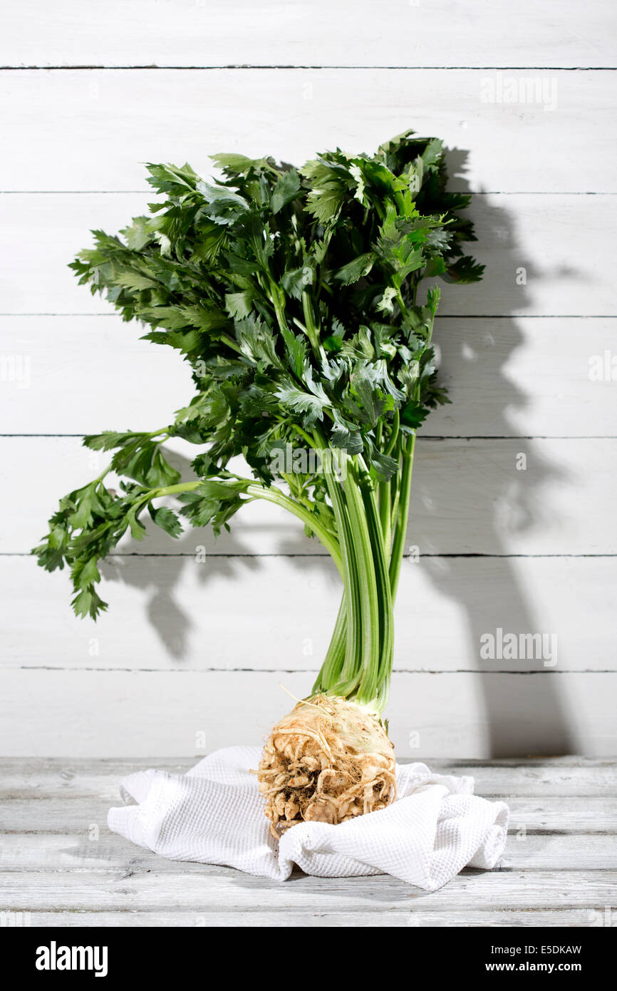 Root celery, Apium graveolens, standing on white cloth in front of ...