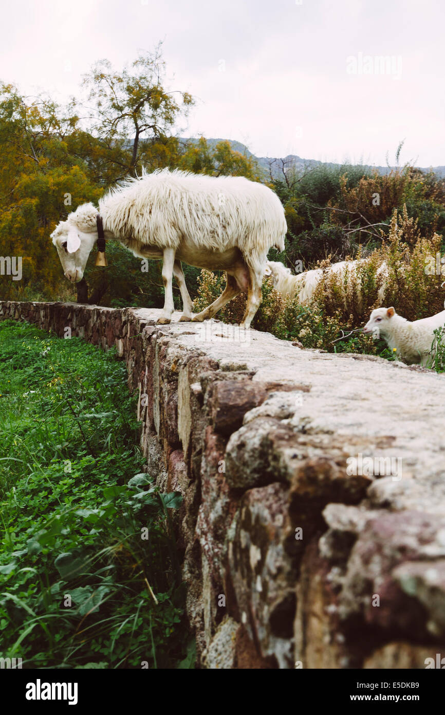 Sheep on the wall hi-res stock photography and images - Alamy