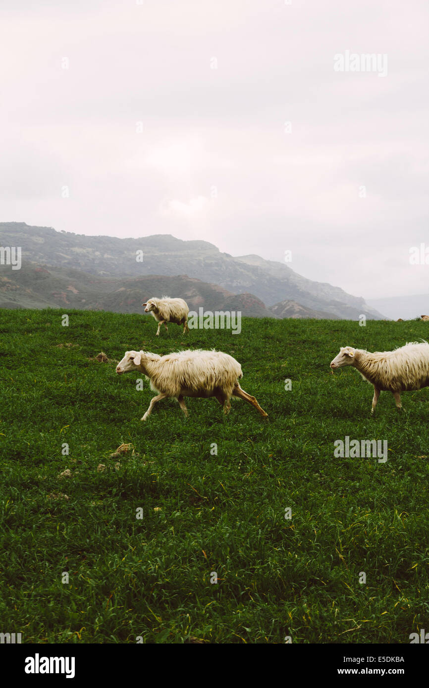 Italy, Sardinia, Alghero, Sheeps on meadow Stock Photo - Alamy