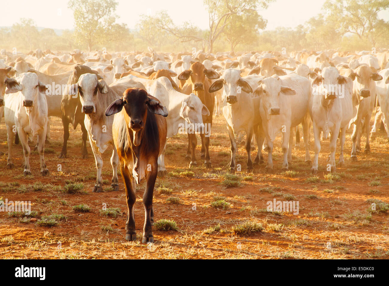 Agrarian australia hi-res stock photography and images - Alamy