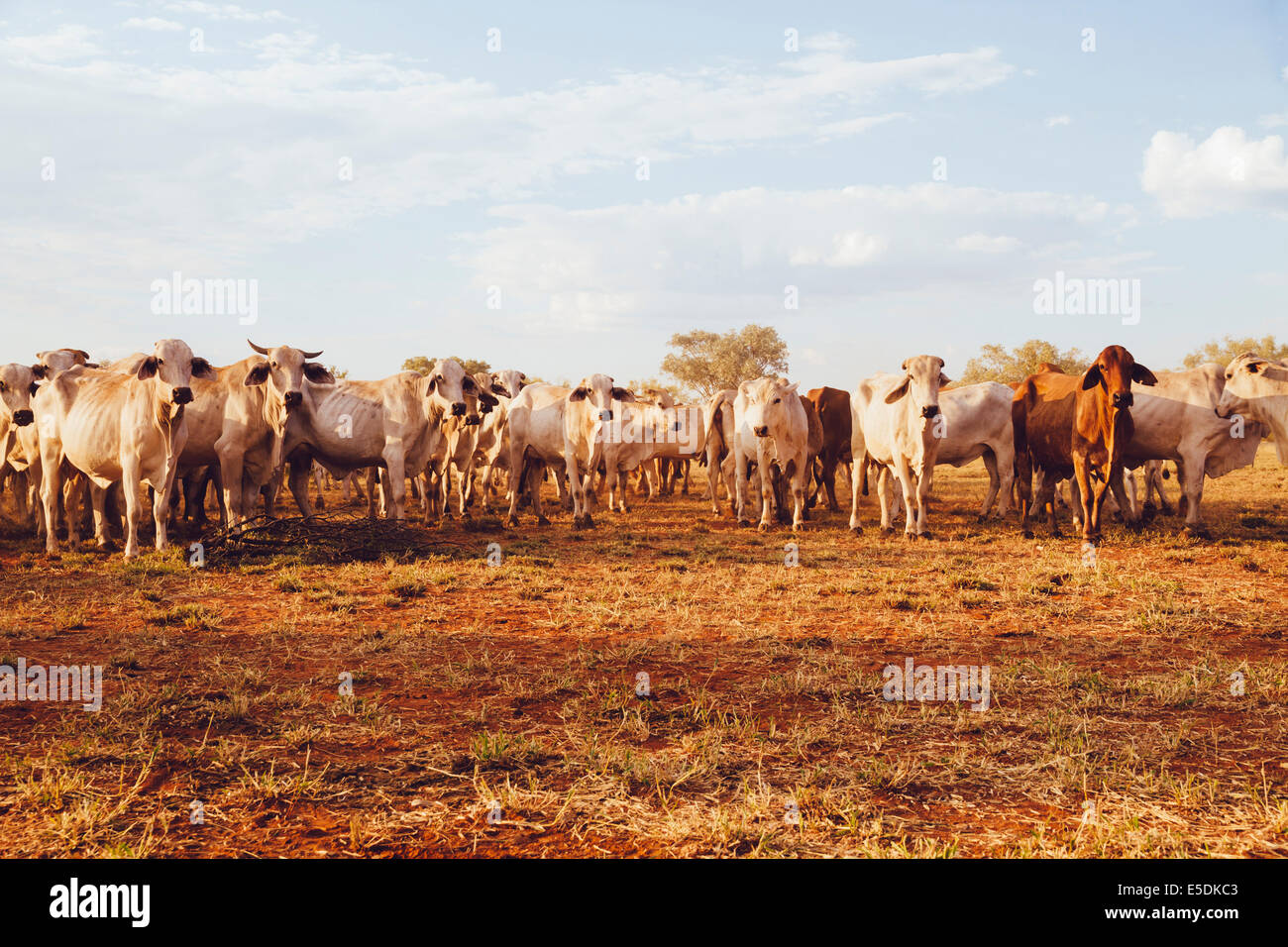 Agrarian australia hi-res stock photography and images - Alamy