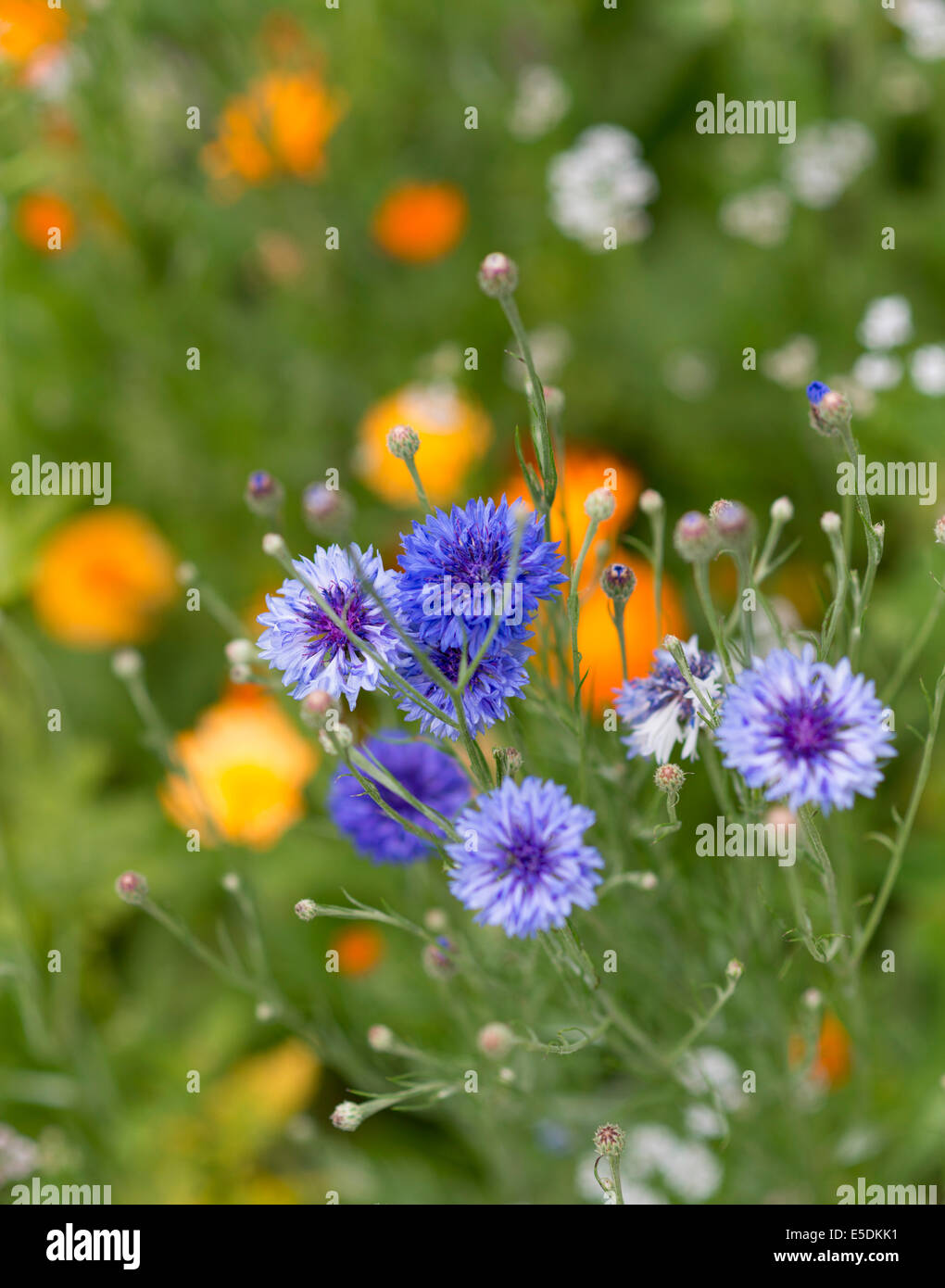 Cornflowers, Centaurea Cyanus, on a meadow Stock Photo - Alamy