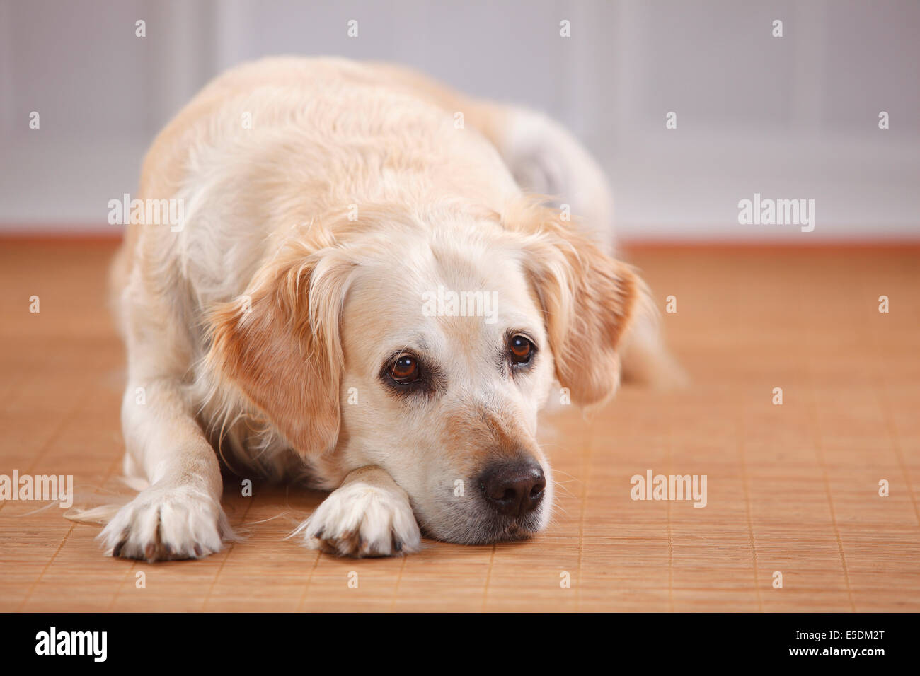 Portrait of sad Golden Retriever Stock Photo - Alamy