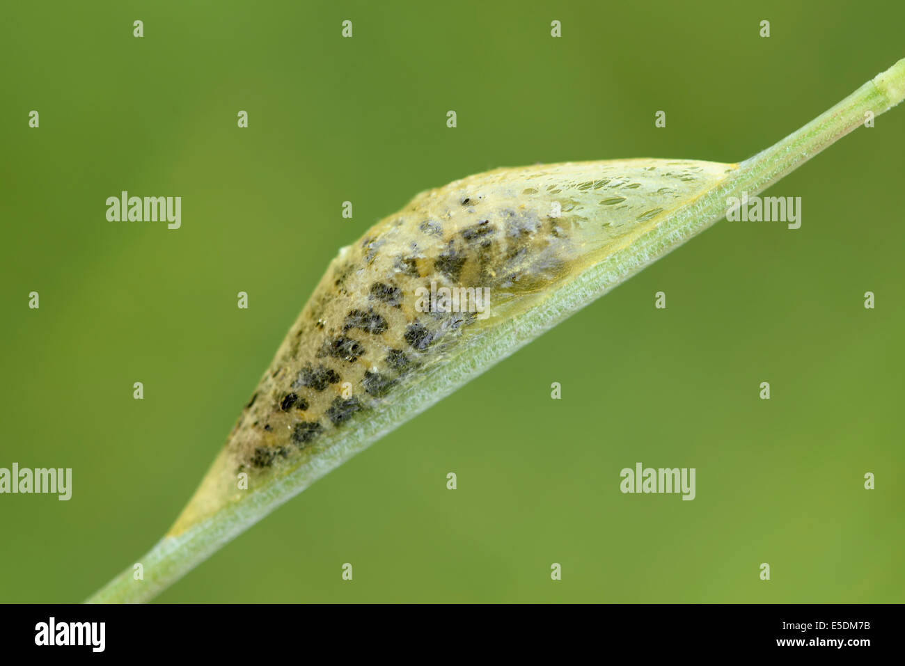 Zygaena cocoon hi-res stock photography and images - Alamy