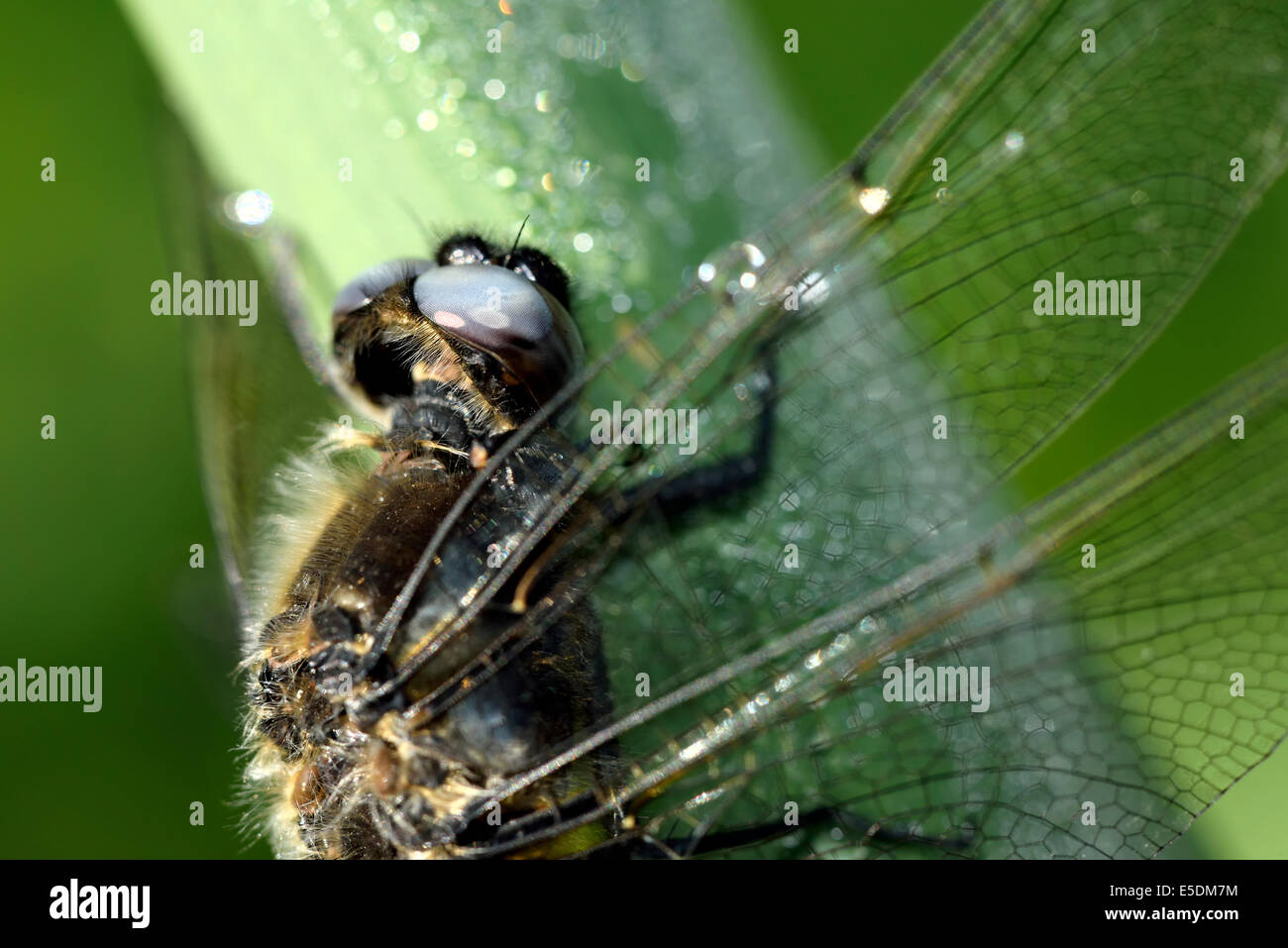 Scarce chaser, Libellula fulva, close-up Stock Photo - Alamy