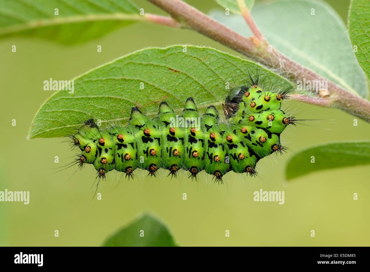 Emperor moth, Saturnia pavonia, hanging on leaf Stock Photo - Alamy