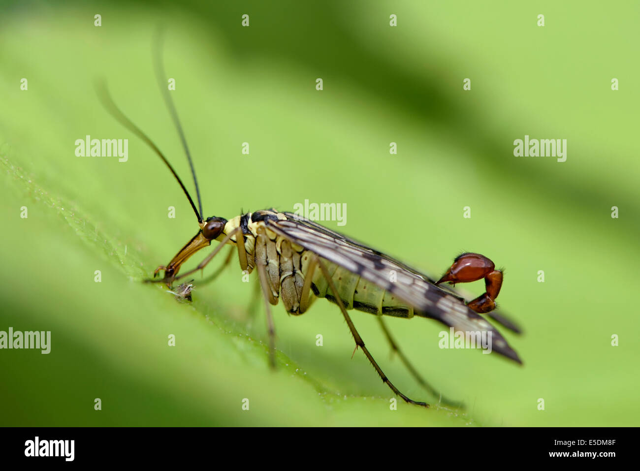 Common scorpionfly, Panorpa communis, on leaf Stock Photo - Alamy