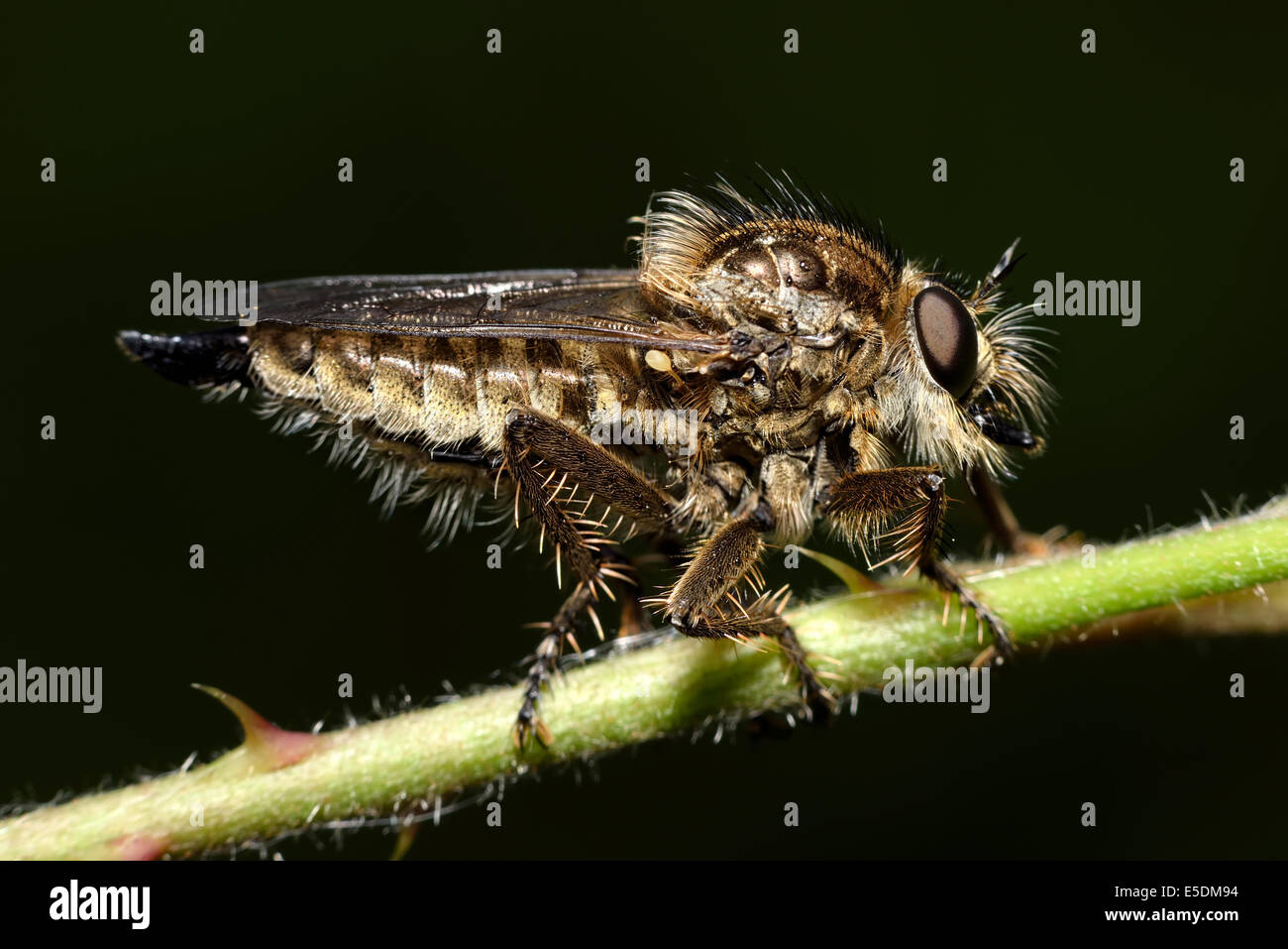 Black robberfly hi-res stock photography and images - Alamy