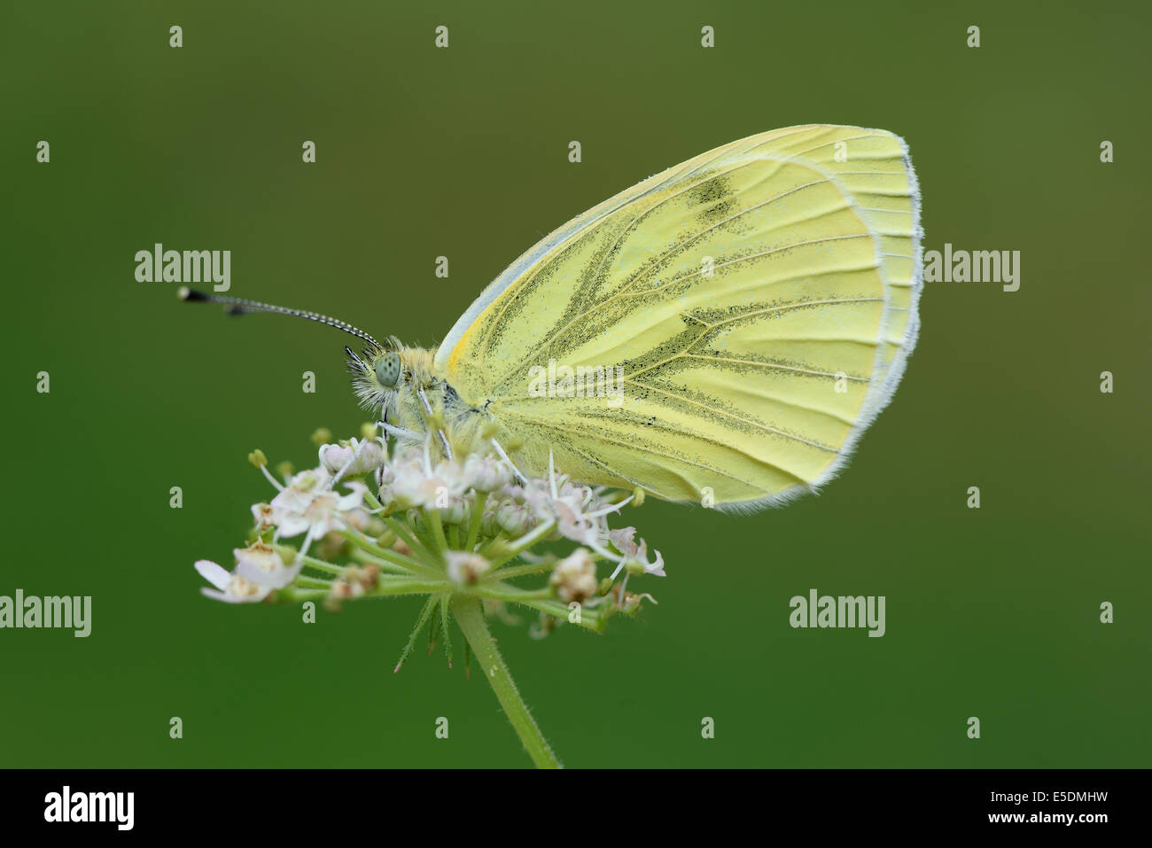 England, Green-veined White, Pieris napi Stock Photo - Alamy