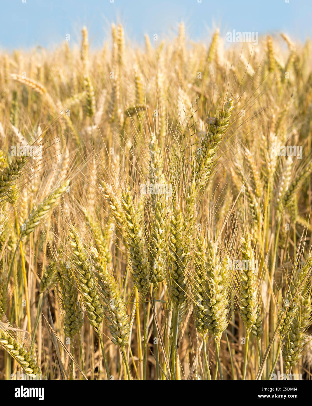 France, Normandy, Wheat field, Triticum Stock Photo - Alamy