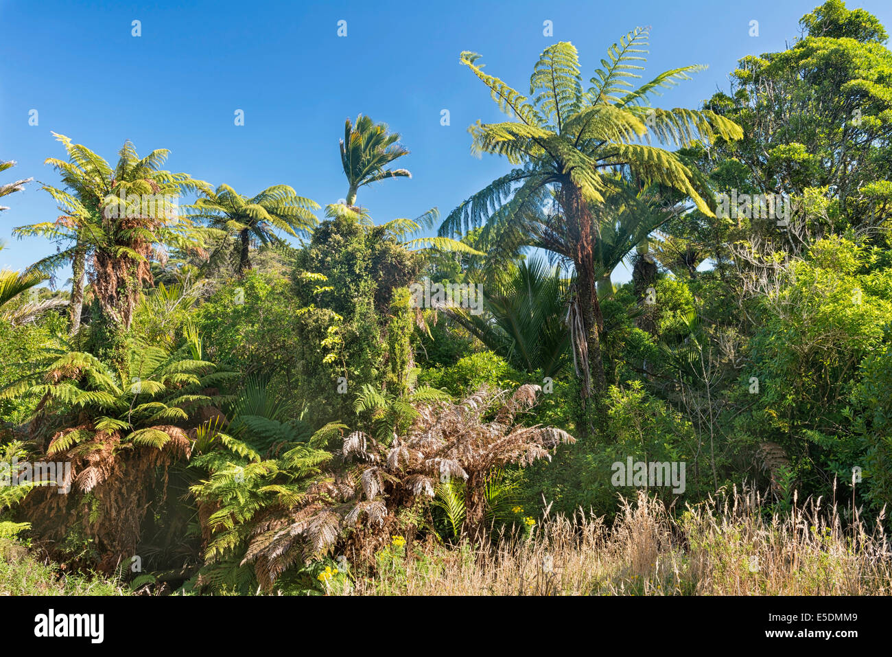 New Zealand, South Island, Tasman, Kahurangi Point, native bush with ...