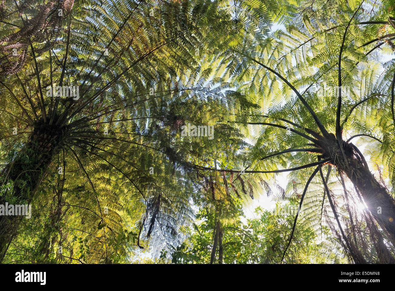 New Zealand, South Island, Marlborough Sounds, Tennyson Inlet ...
