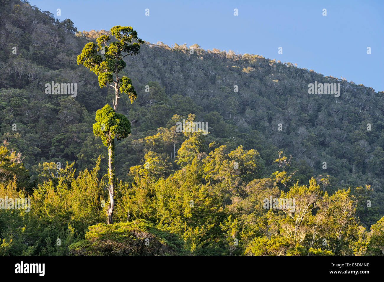 Marlborough Sounds, Tennyson Inlet, native forest near Duncan Bay Stock ...