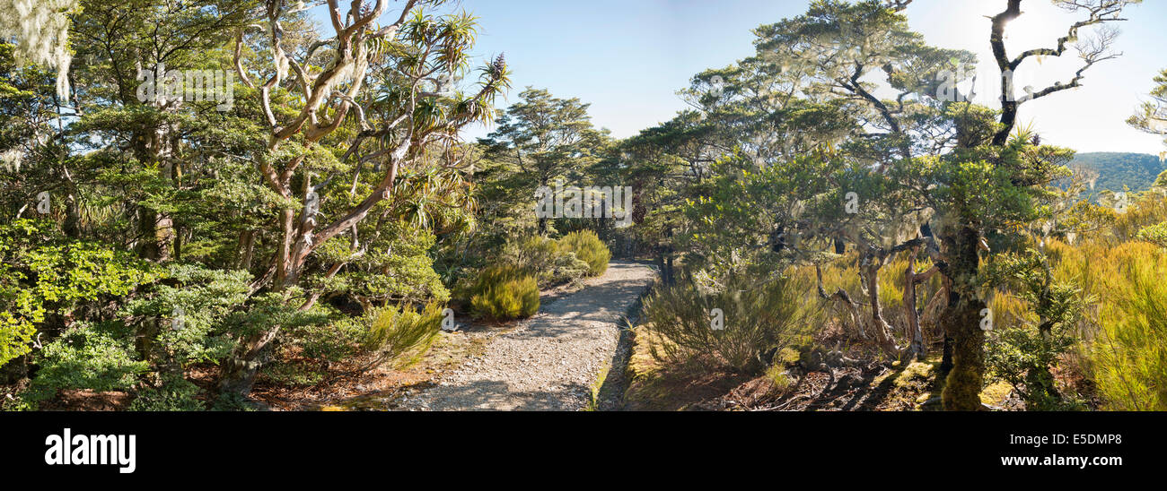 New Zealand, South Island, Tasman, Mount Arthur, Kahurangi national ...