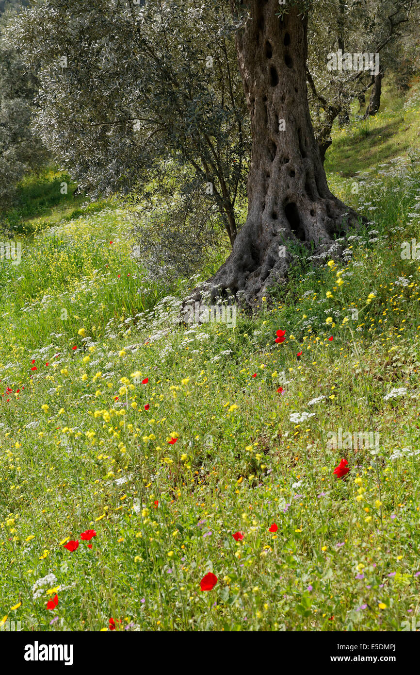 Turkey, Bursa Province, Mudanya, Olive orchard, Flower meadow Stock ...