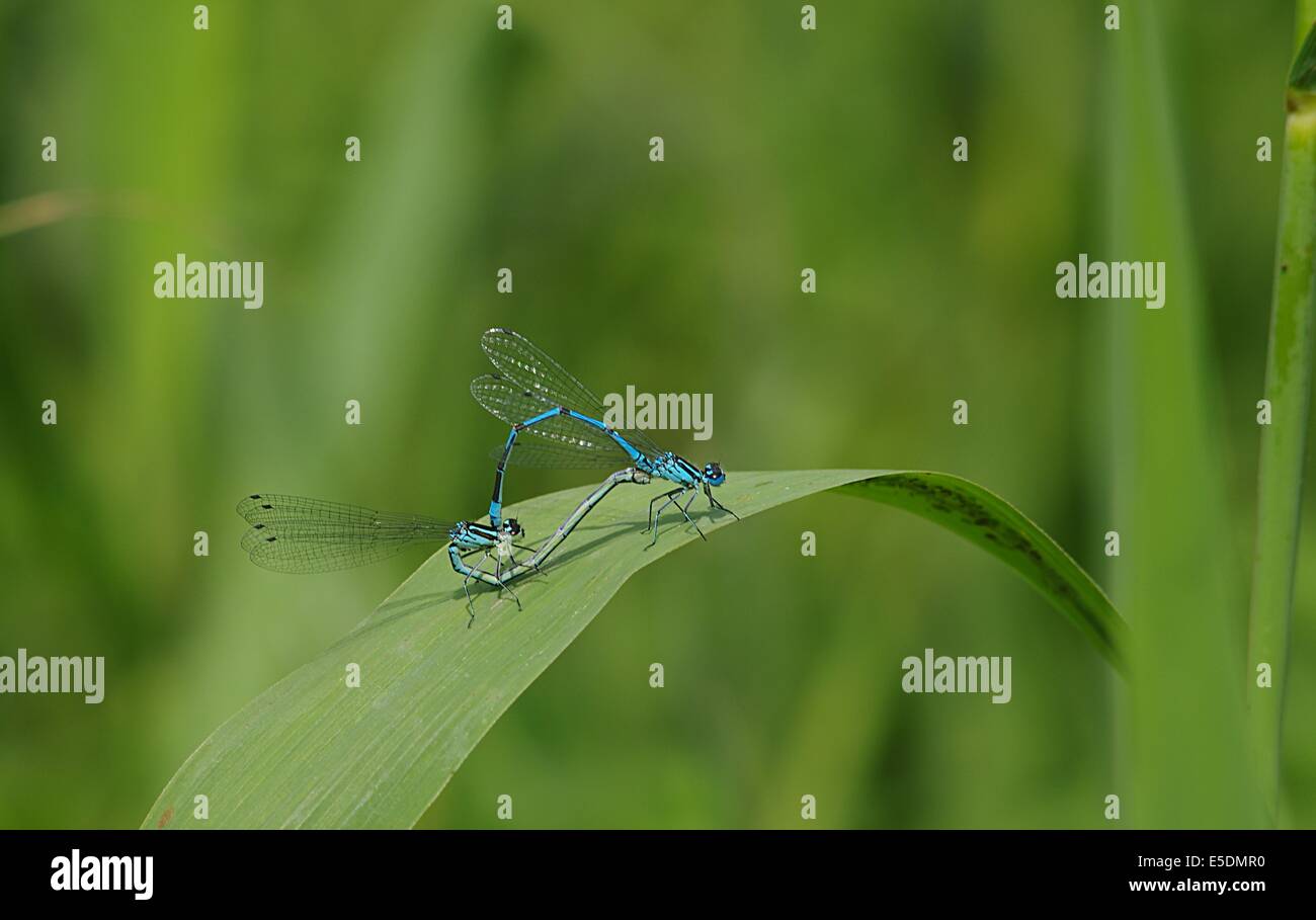 Dragonflies odonata mating on hi-res stock photography and images - Alamy