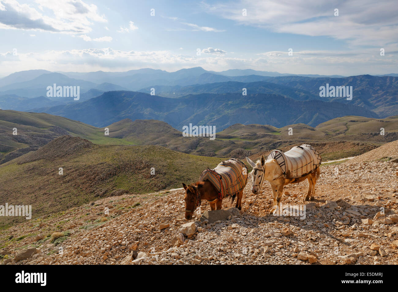 Two donkeys on mount nemrut hi-res stock photography and images - Alamy