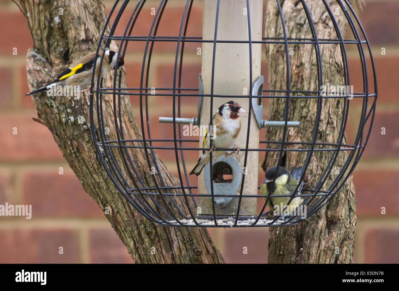 Goldfinches and a great tit on a bird feeder Carduelis carduelis Parus ...
