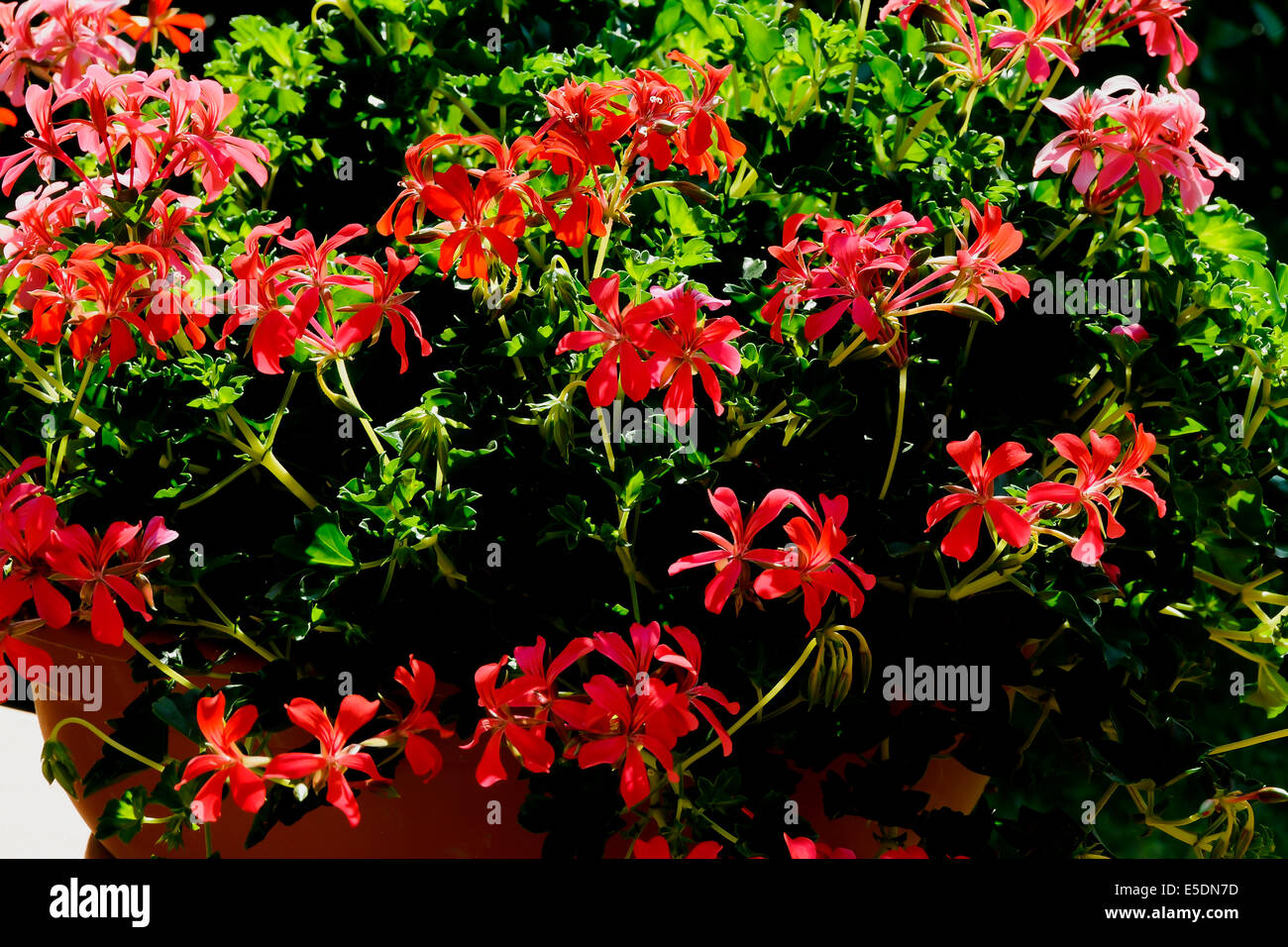 Trailing geraniums pink and red in flower Stock Photo - Alamy