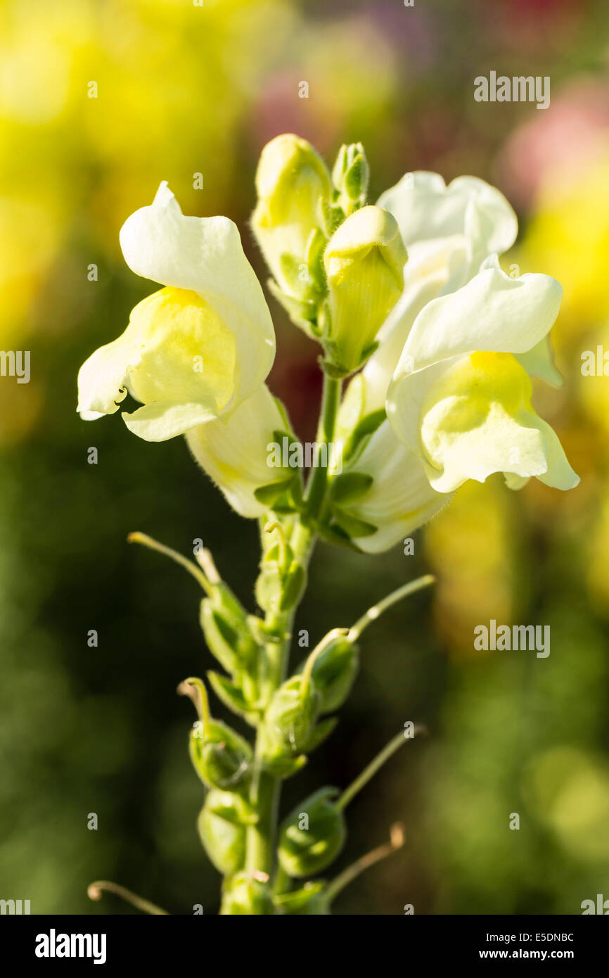 Common snapdragon antirrhinum majus hi-res stock photography and images ...