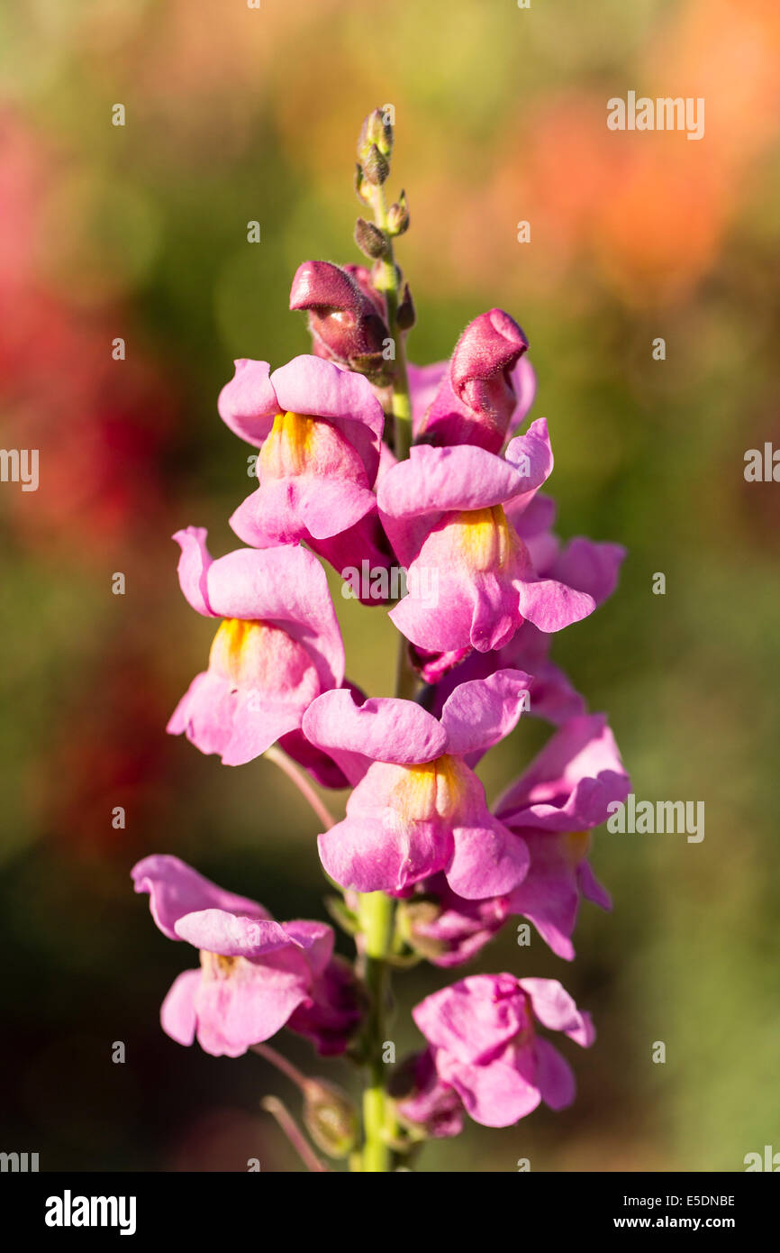Germany, Kassel, Antirrhinum majus, common snapdragon, close up Stock ...
